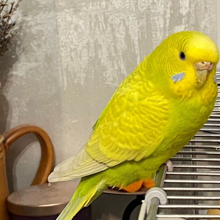 Волнистый попугай самка 9 мес