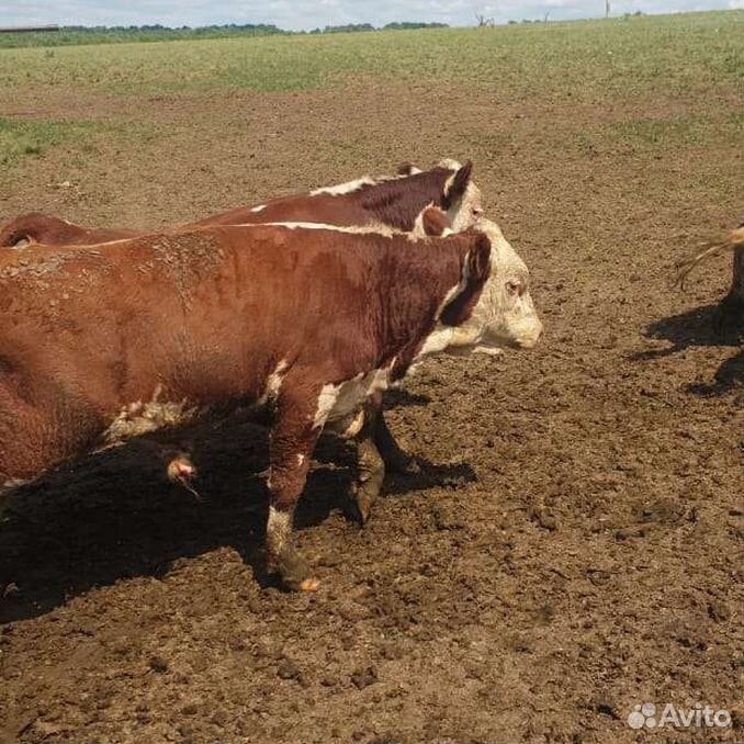 Бычки казахские бело головые от 3 месяцев