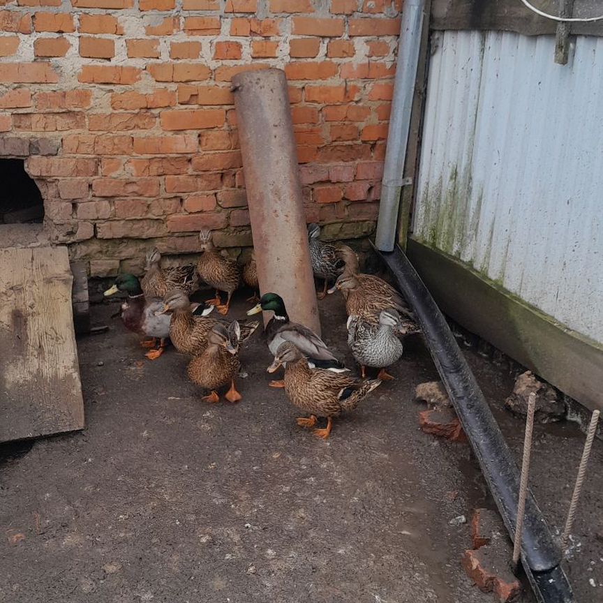 Утки подсадные для охоты