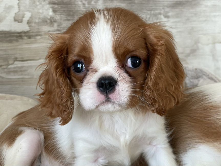 Кавалер кинг чарльз спаниель девочка