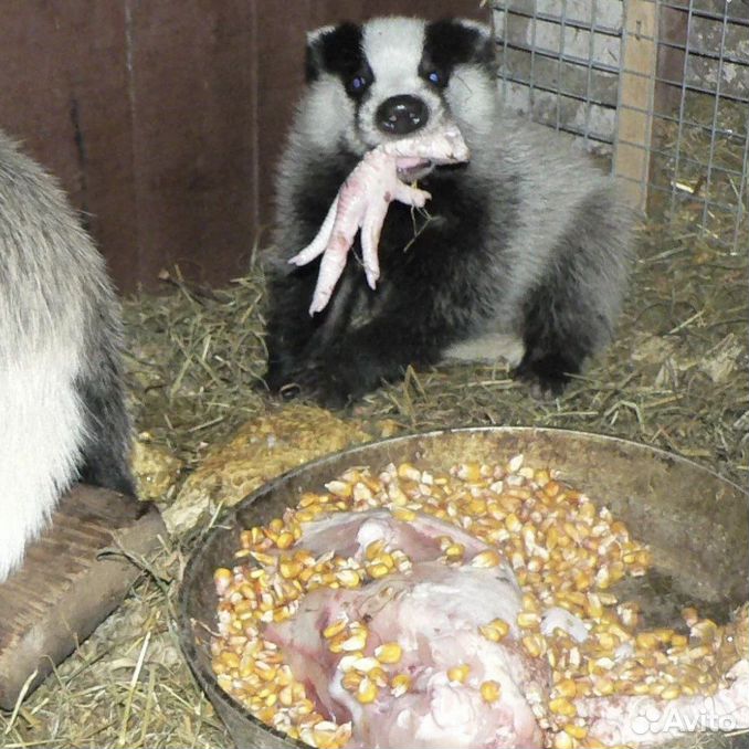 Живой барсук