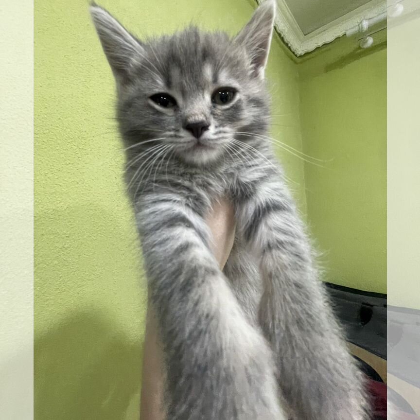 Шотландский вислоухий короткошёрстный котёнок