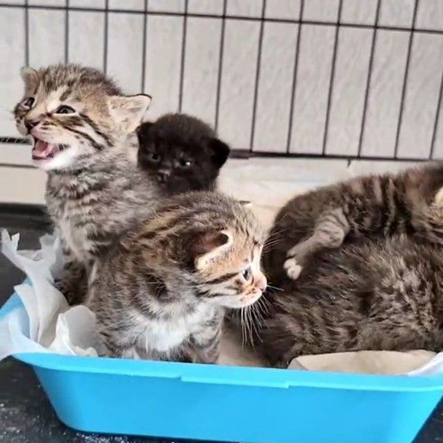 Котята- "шпроты" и чёрный раздача сегодня