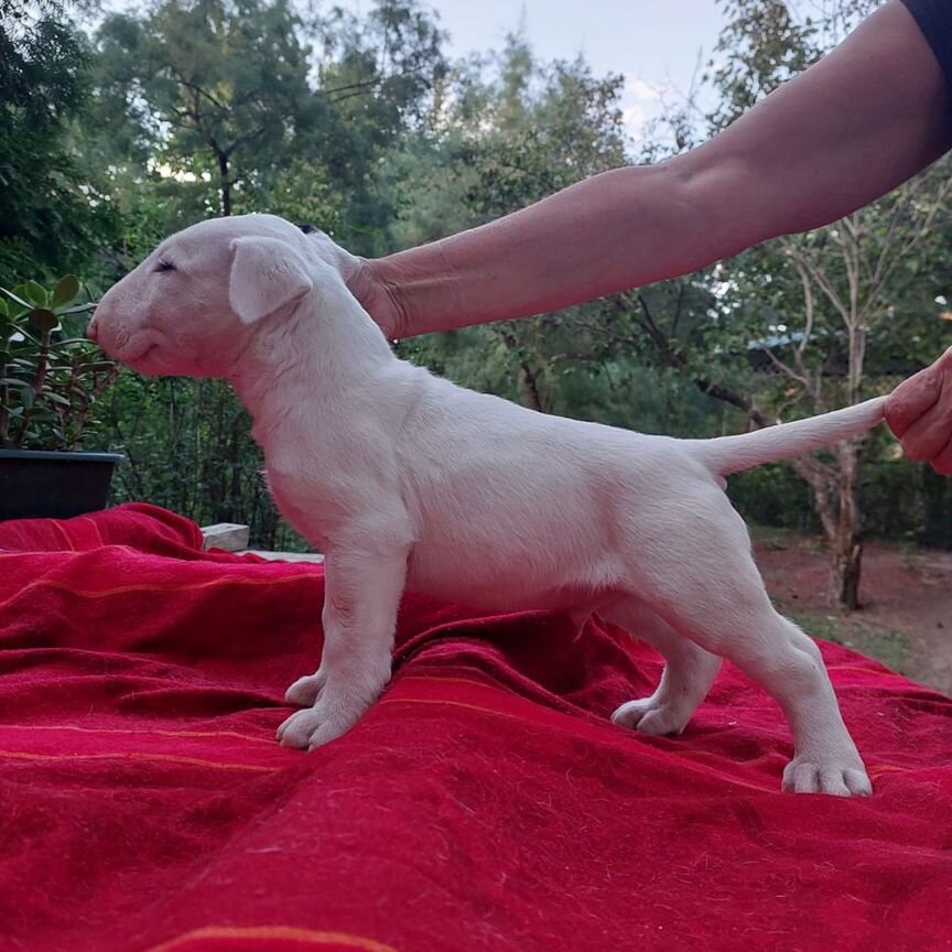 Щенок Бультерьер мальчик