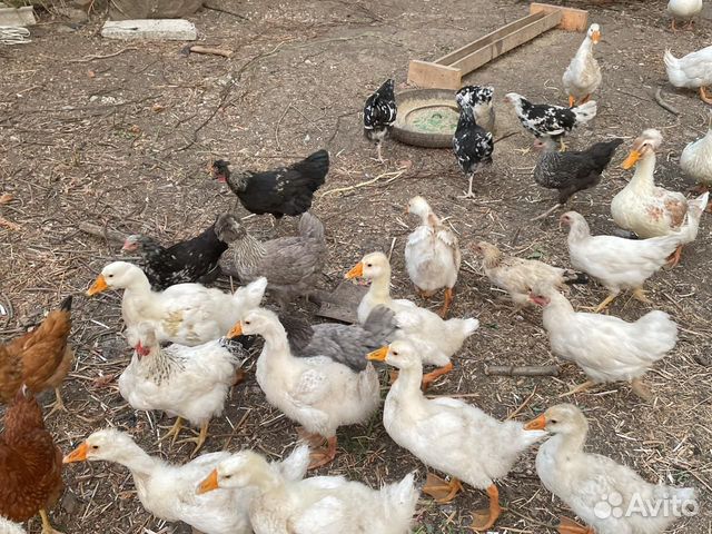 Продаю гусят уток курей