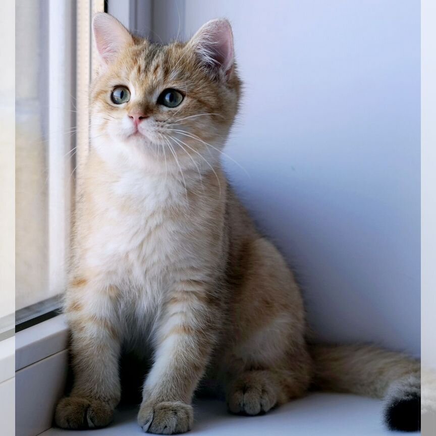 Котенок золотая британская шиншилла