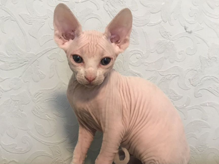Канадский сфинкс котенок мальчик белый