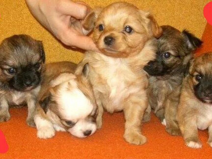 Чихотойчики