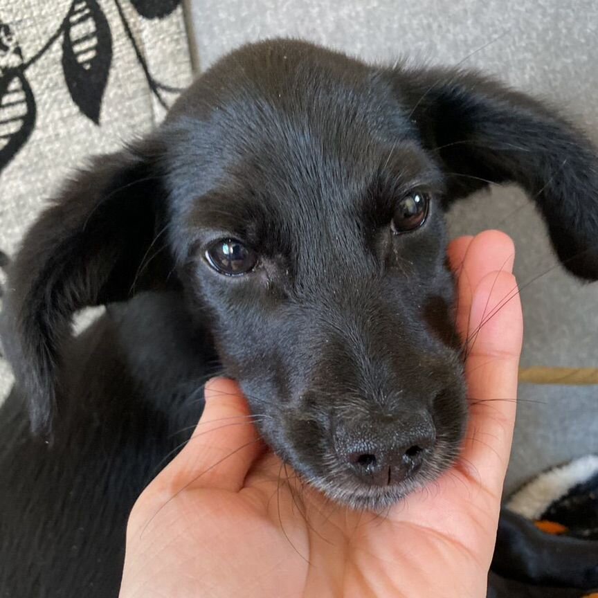 Отдам щенка в добрые руки маленьких пород