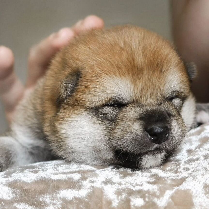 Щенки сиба шиба ину от мультичемпиона