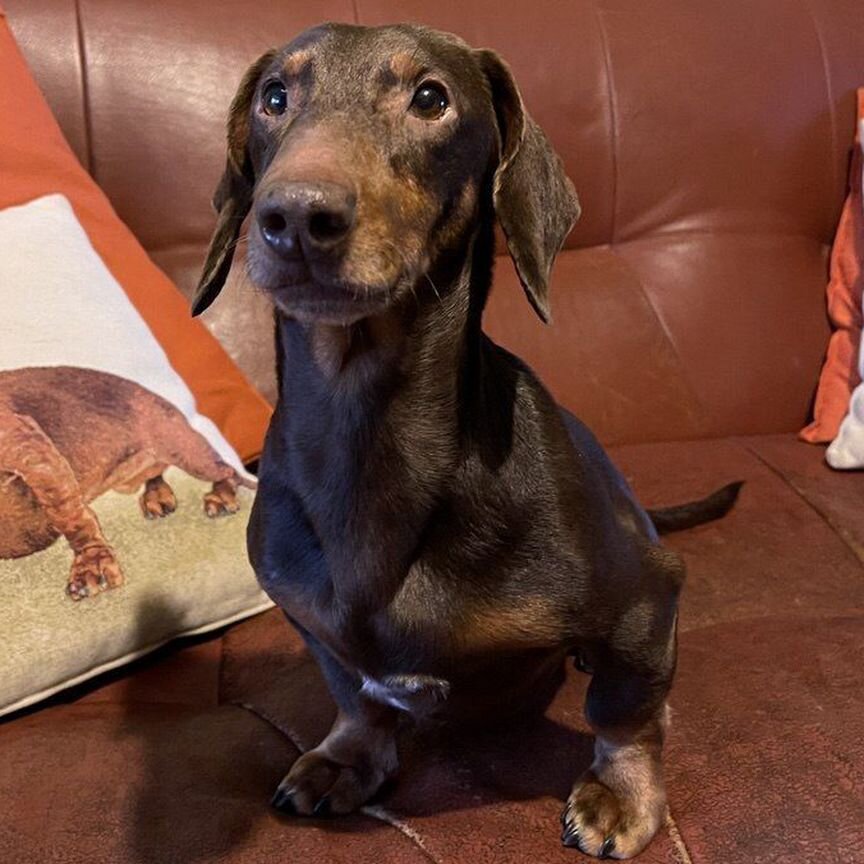 Такса, взрослый пёс