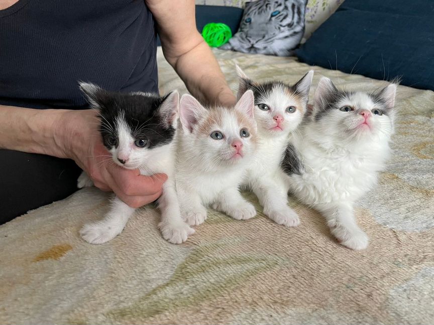 Котята-малыши 1 месяц в хорошие руки