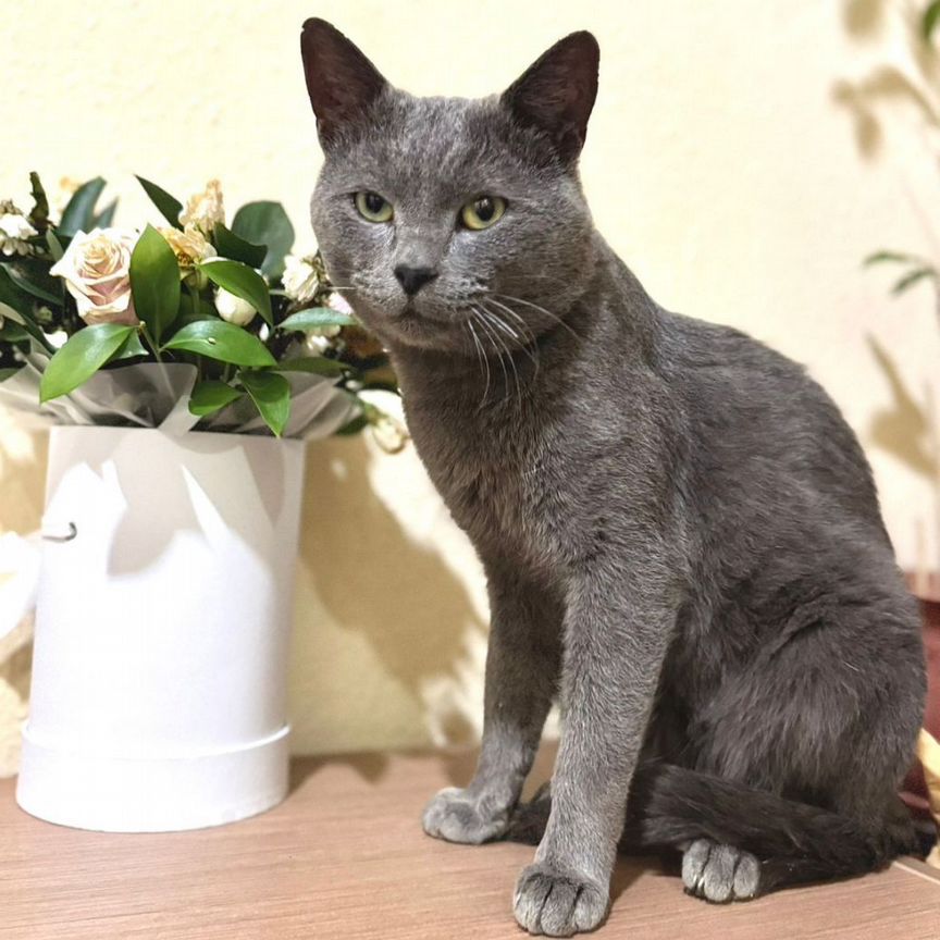 Русский голубой кот, взрослый