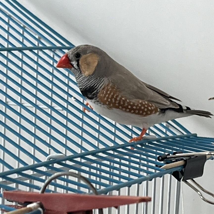 Зебровые амадины