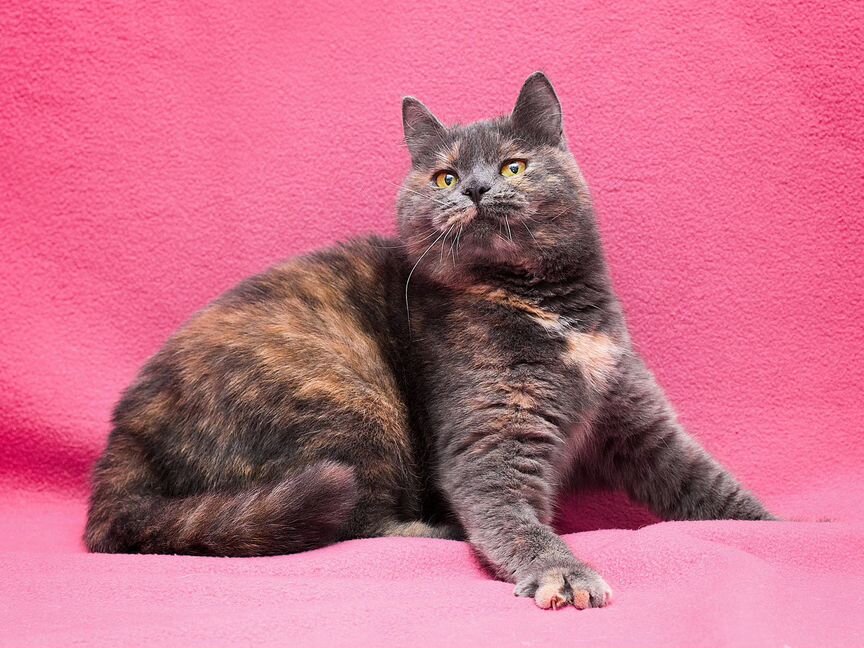 Уже и британцы никому не нужны