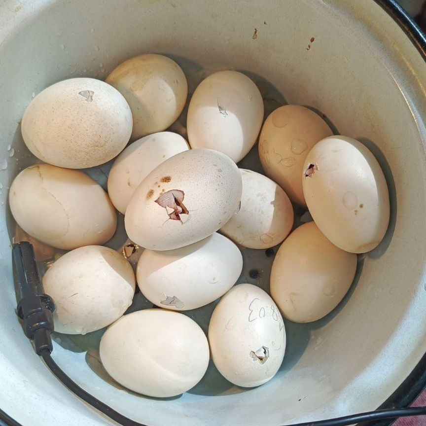 Инкубационное яйцо