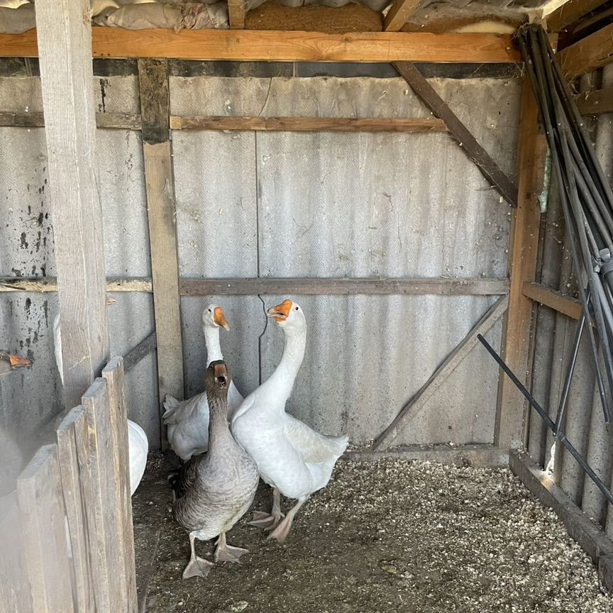 Продам семью гусей 7шт один гусак и 6 гусынь