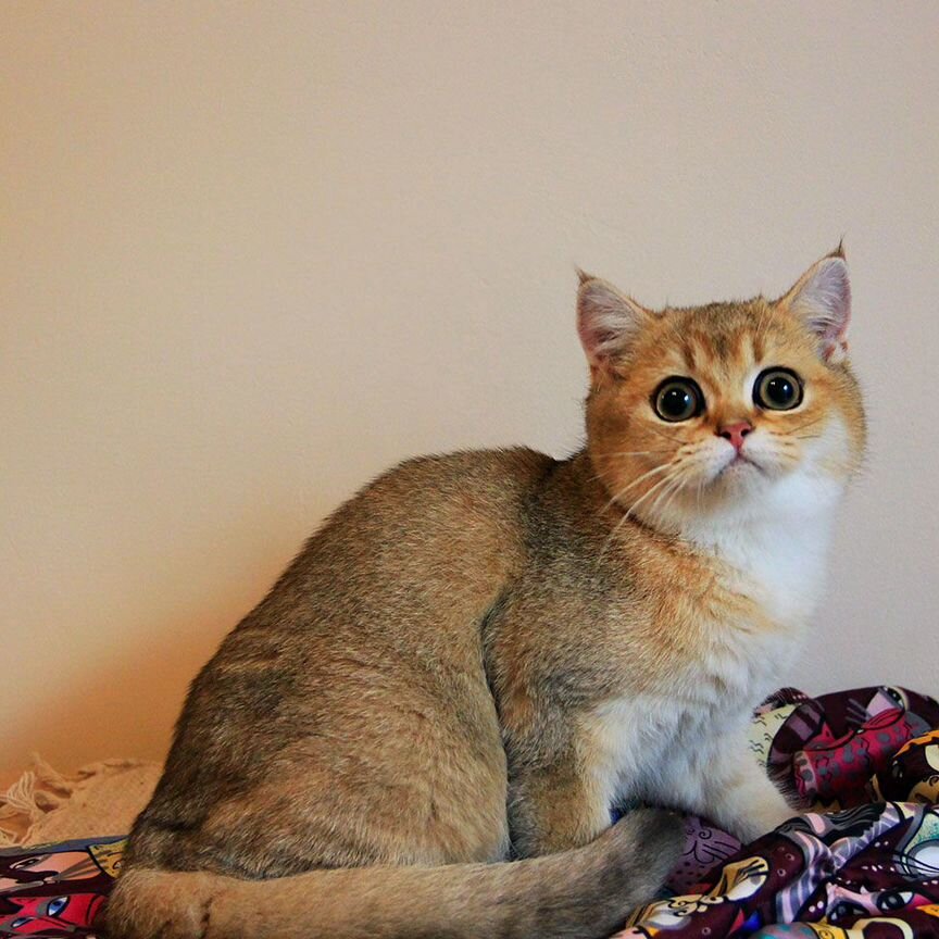 Боня - золотистая шиншилла кошечка