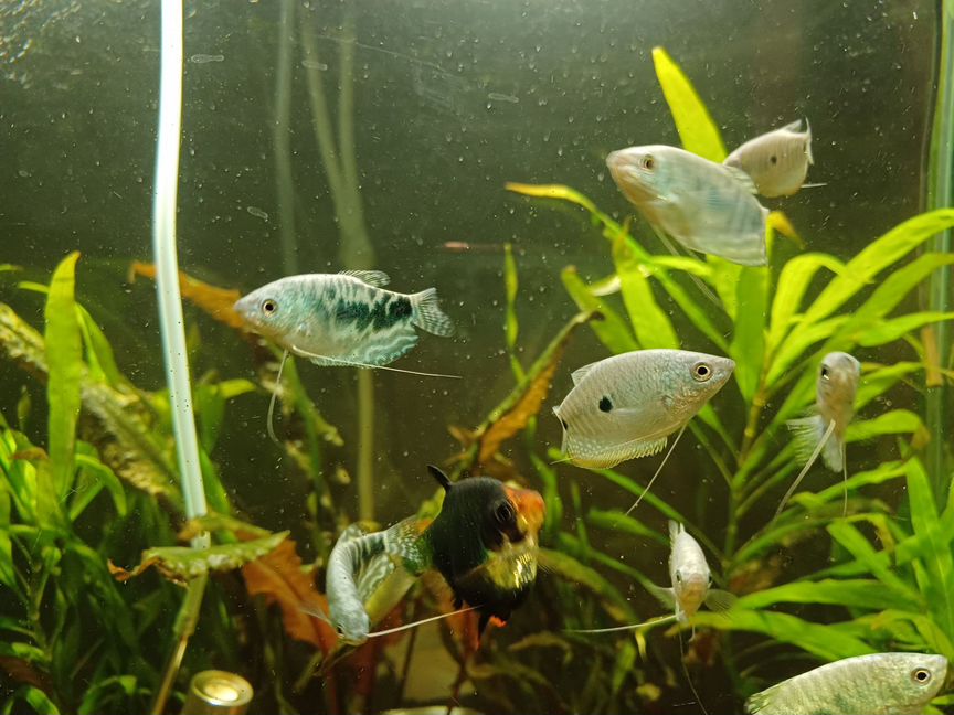 Гурами мраморный и голубой