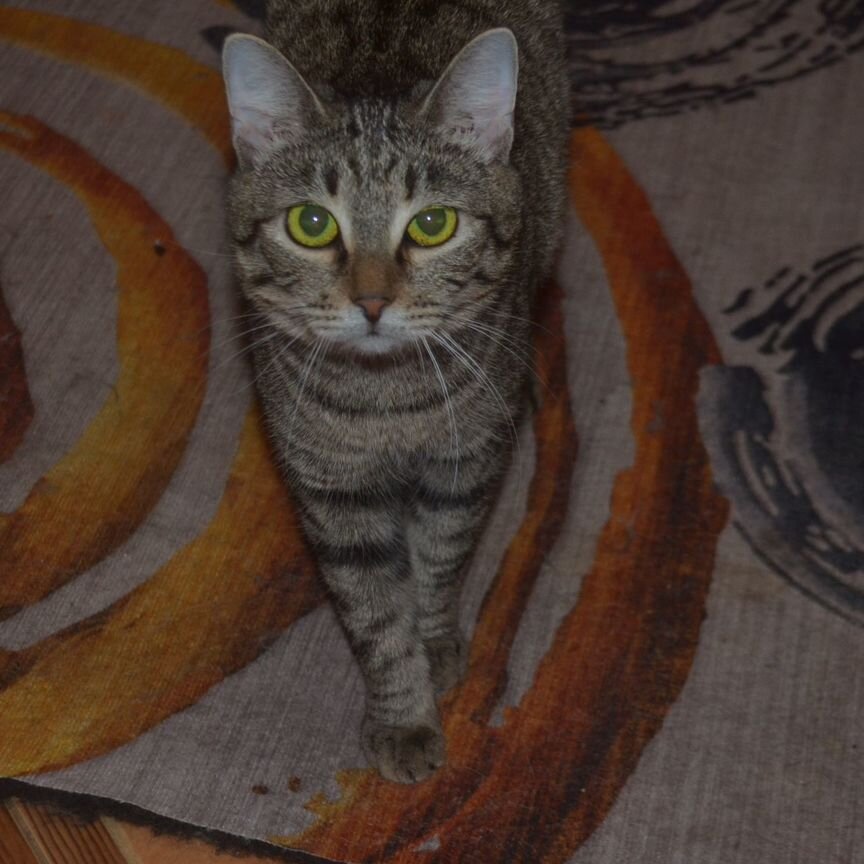 Еще одна кошечка- полосатушка
