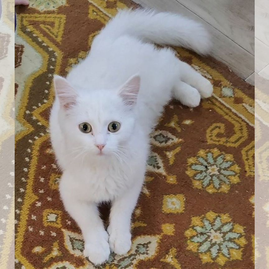 Кошечка Турецкая ангора