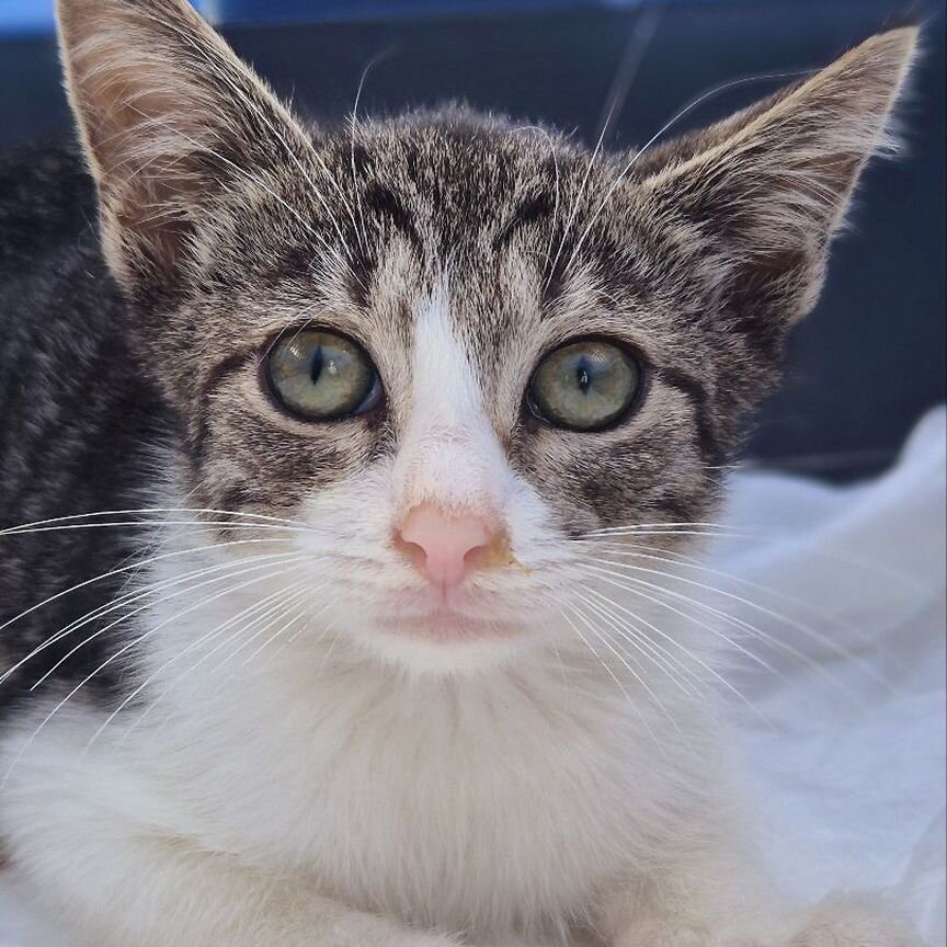 Космический котенок