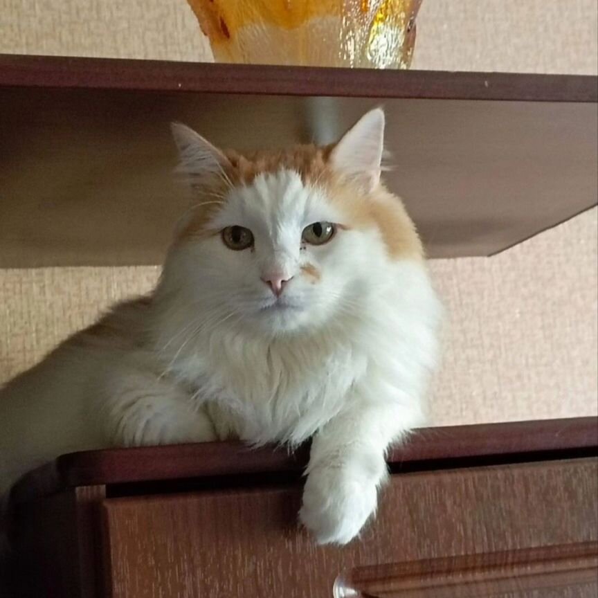Котик Фунтик