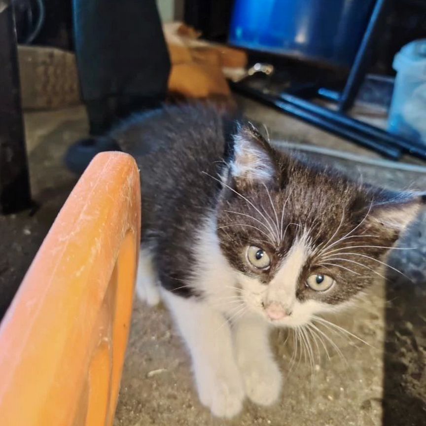 Котёнок в добрые руки