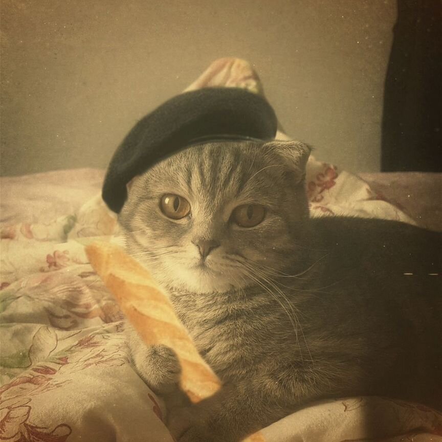 Кошка