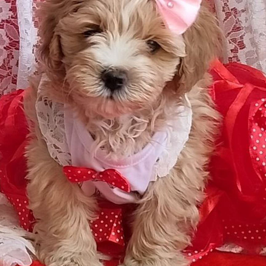 Мальтипу, щенок