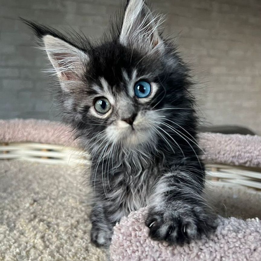 Мейн-кун разноглазый дгг