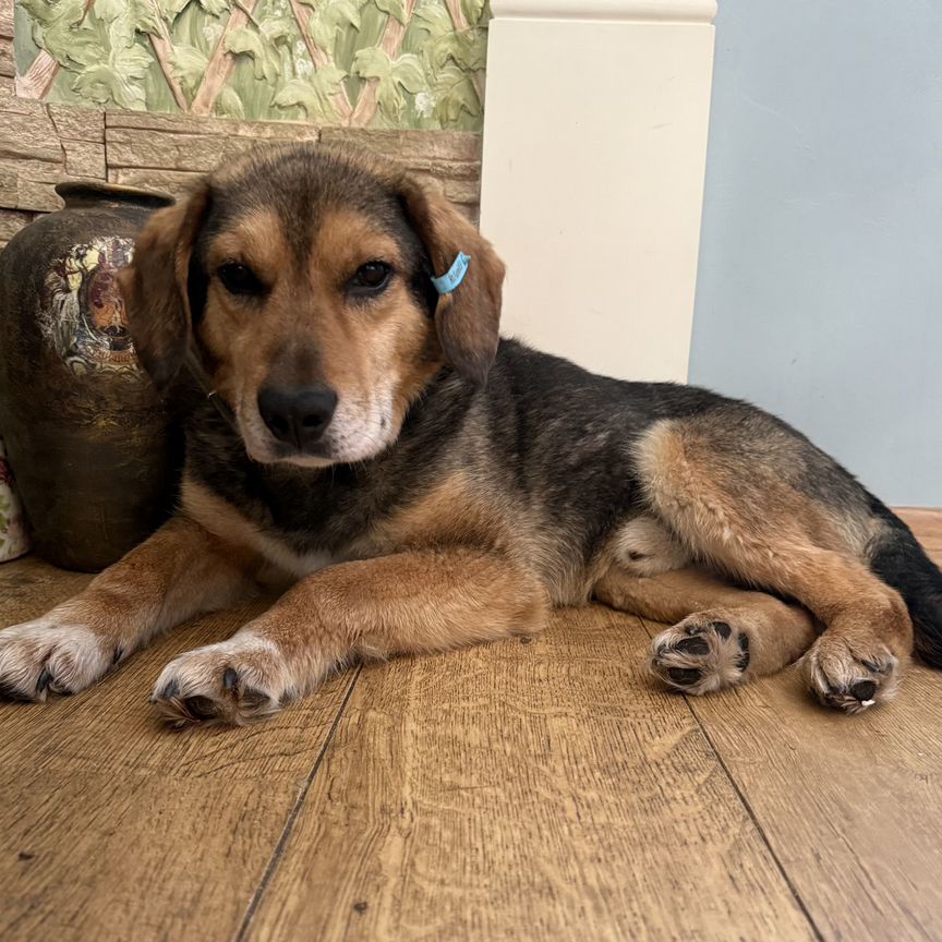 Бигль, взрослый пёс