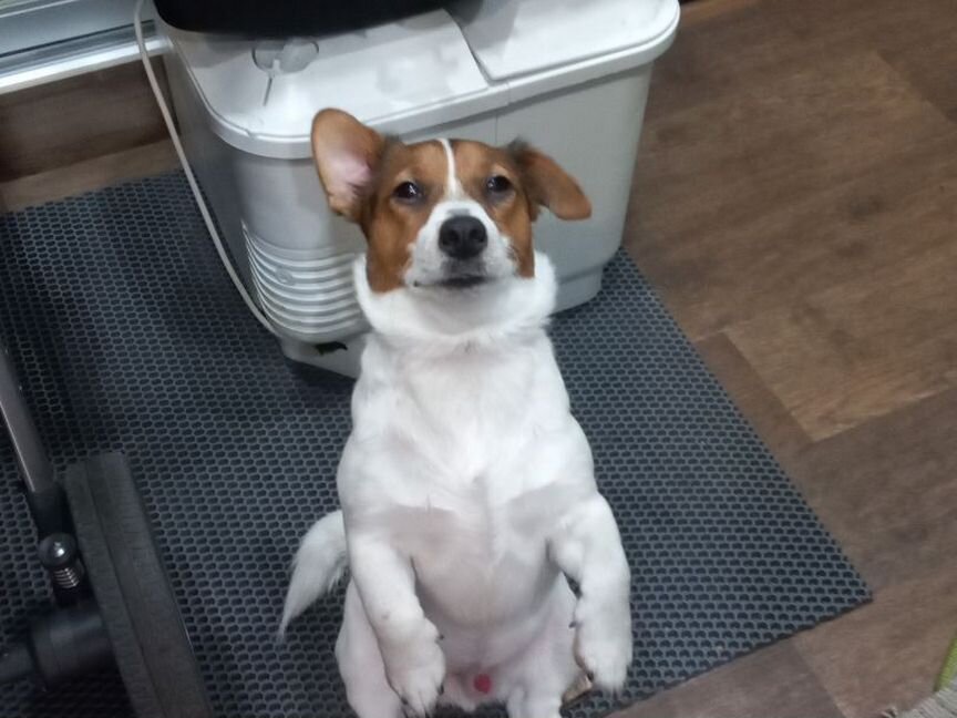 Джек рассел