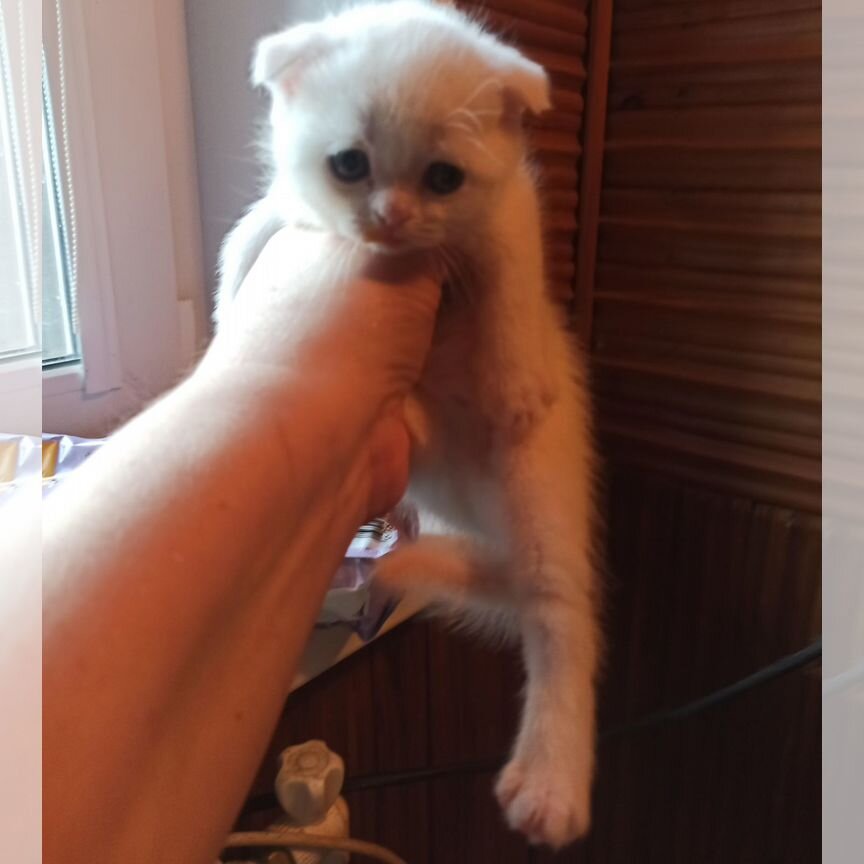 Британские котята