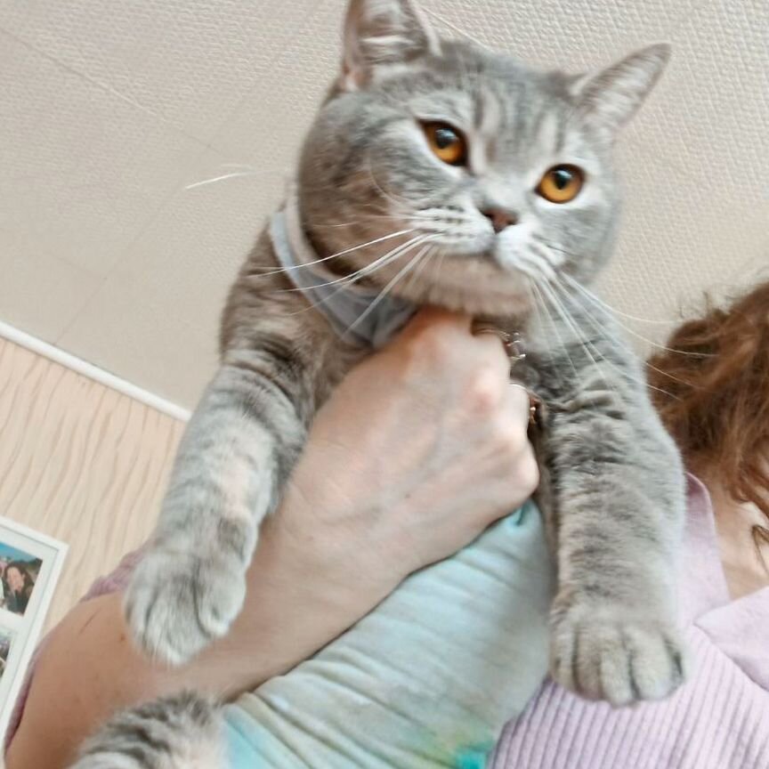 Чудесная кошка в добрые руки