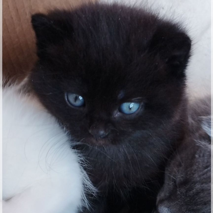 Черные котята мальчик и девочка