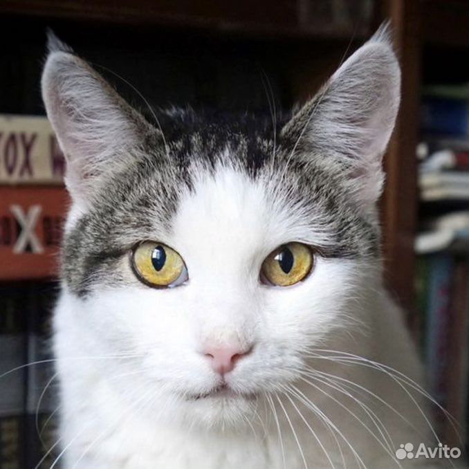 Печальная история Хатико