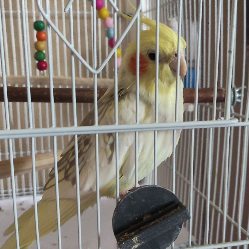 Попугай корелла