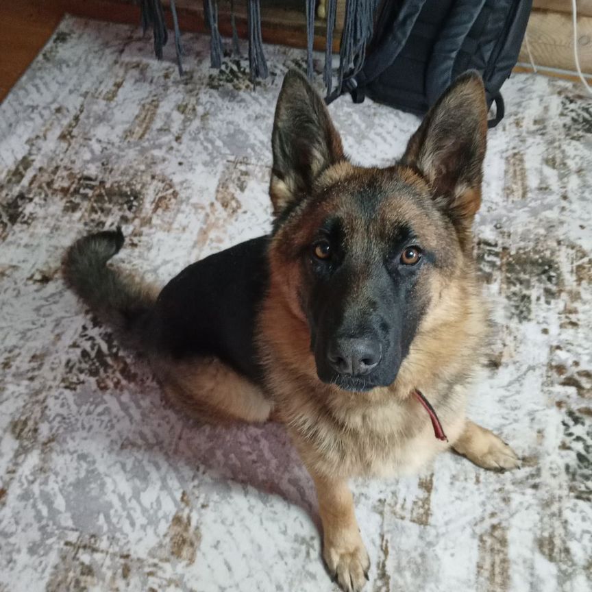 Немецкая овчарка, щенок