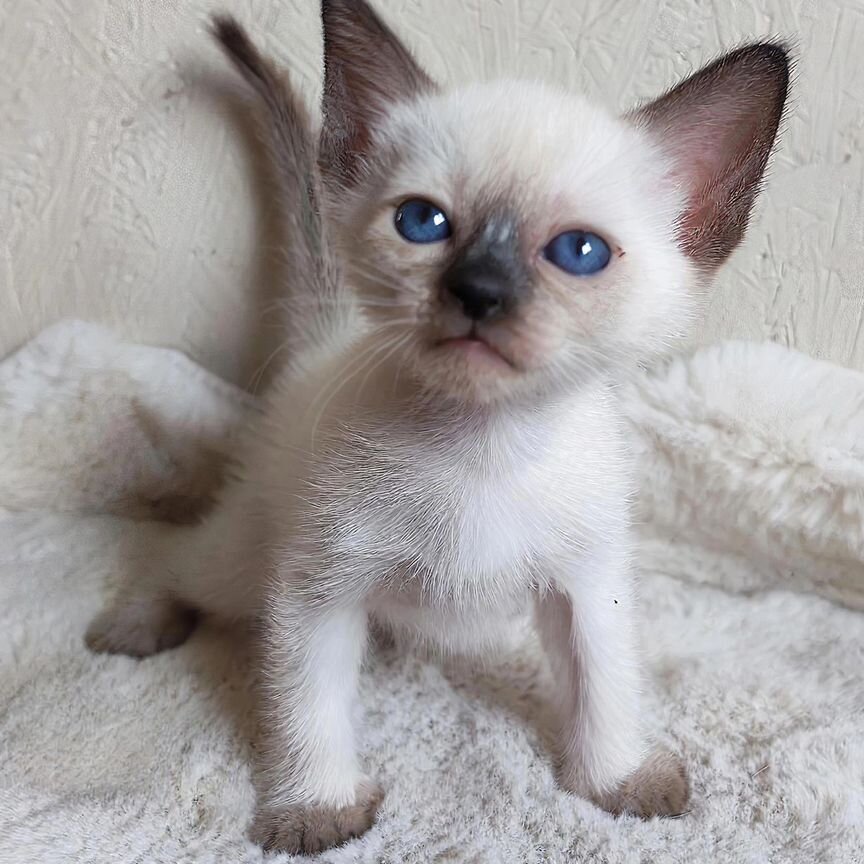 Тайский котёнок