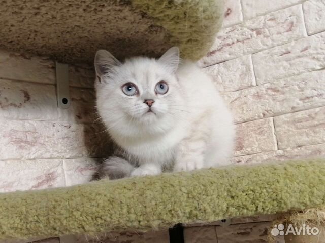 Британская кошечка