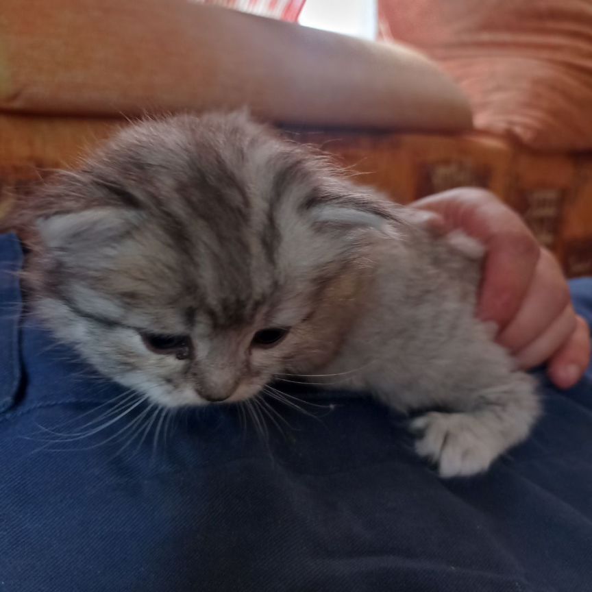 Мамка Сиамская