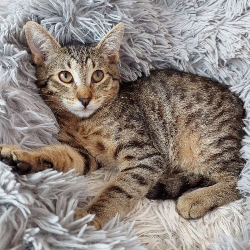 Котенок мальчик в добрые руки