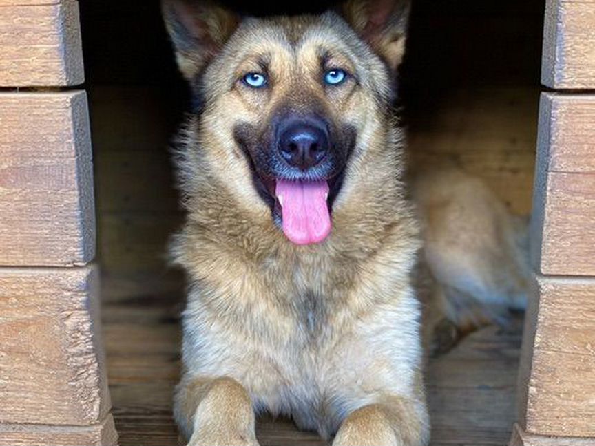 Овчарка с голубыми глазами