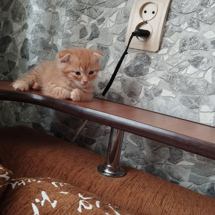 Отдам в добрые руки
