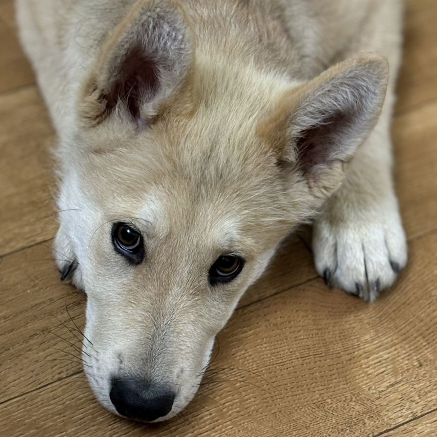 Щенок в добрые руки