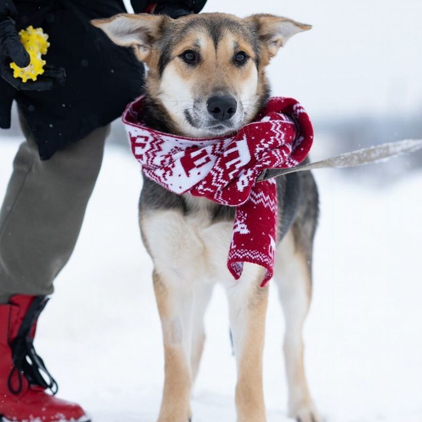 Щенок в добрые руки