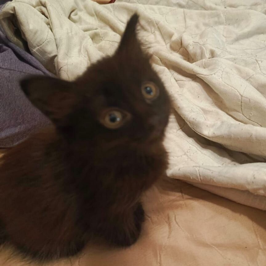 Котята от домашней кошки в дар