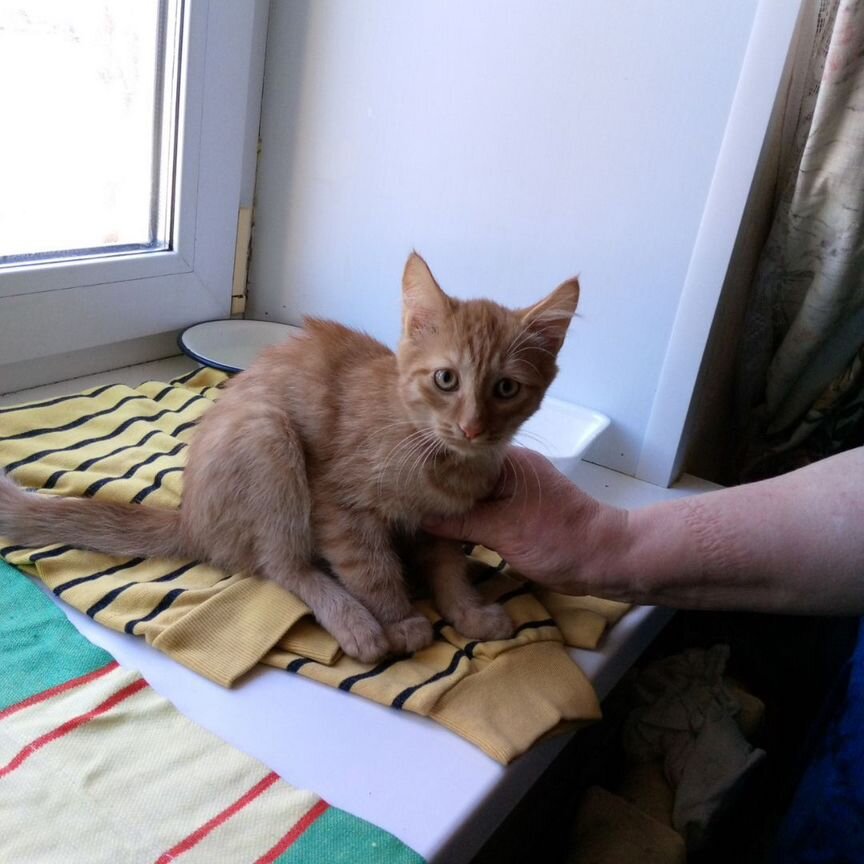 Котята в добрые руки бесплатно