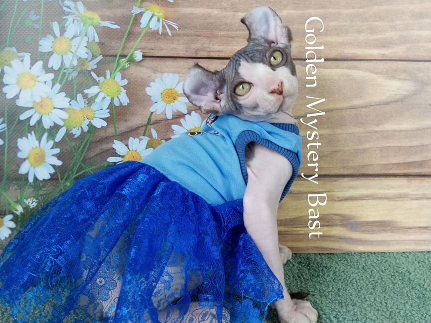 Сфинкс Эльф